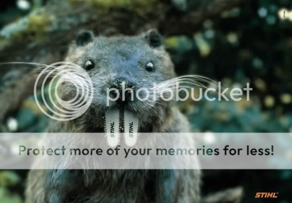 stihl biber - Alles rund um die Motorsäge: www.motorsaegen-portal.de