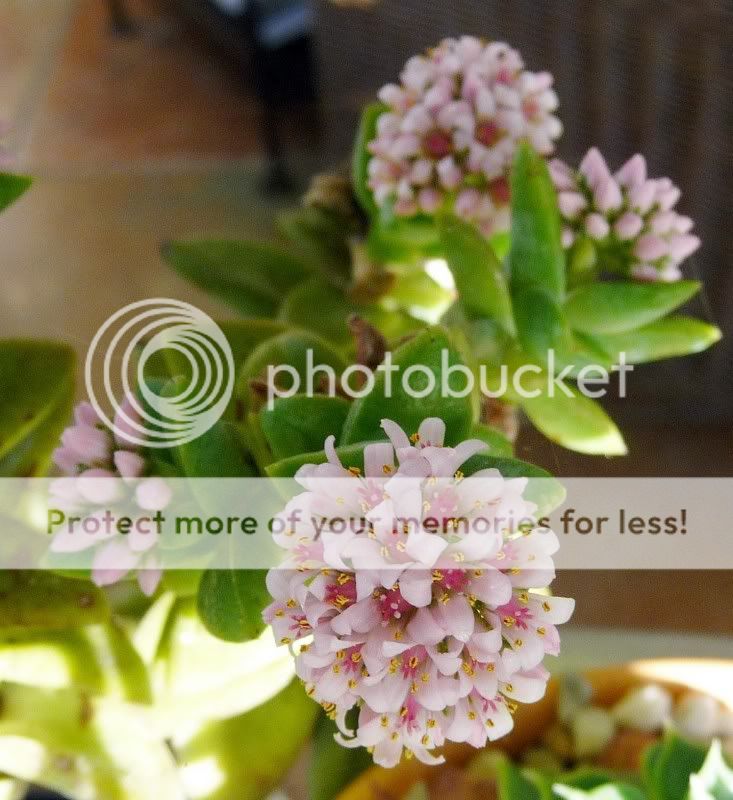 Crassula Springtime - CactiGuide.com